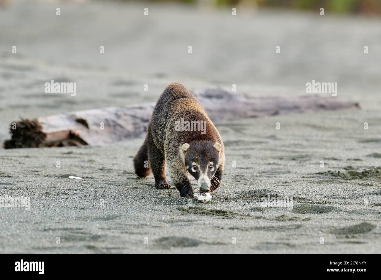 White-nosed Coati, Nasua narica, plunders nest with turtle eggs, beach ...