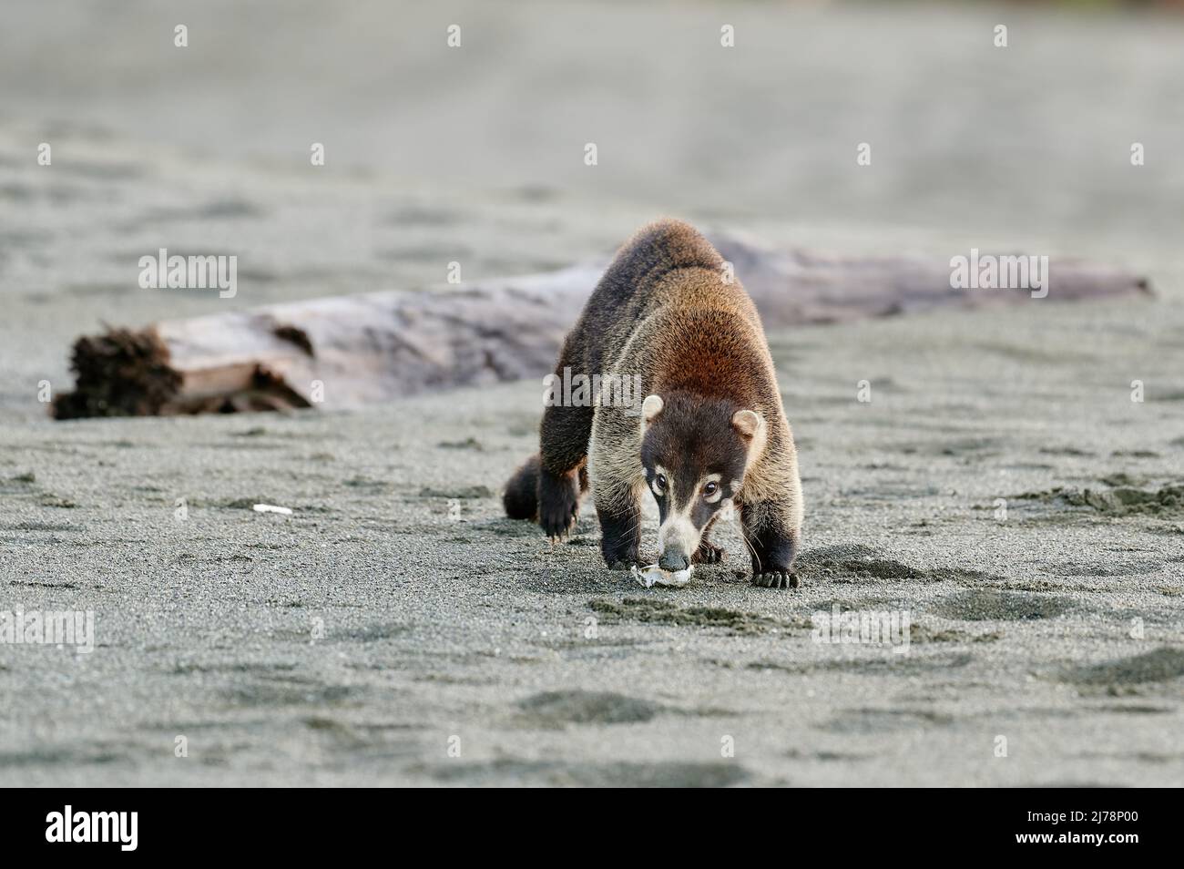 White-nosed Coati, Nasua narica, plunders nest with turtle eggs, beach ...