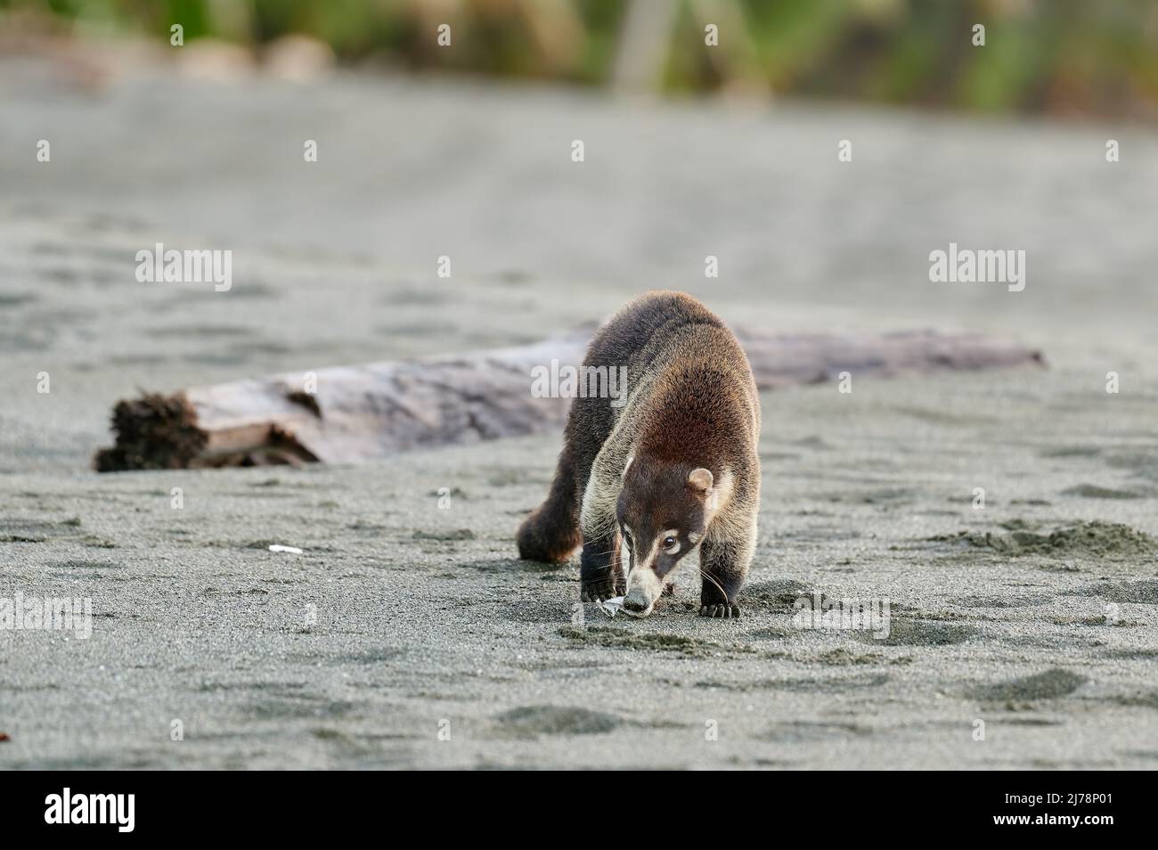 White-nosed Coati, Nasua narica, plunders nest with turtle eggs, beach ...