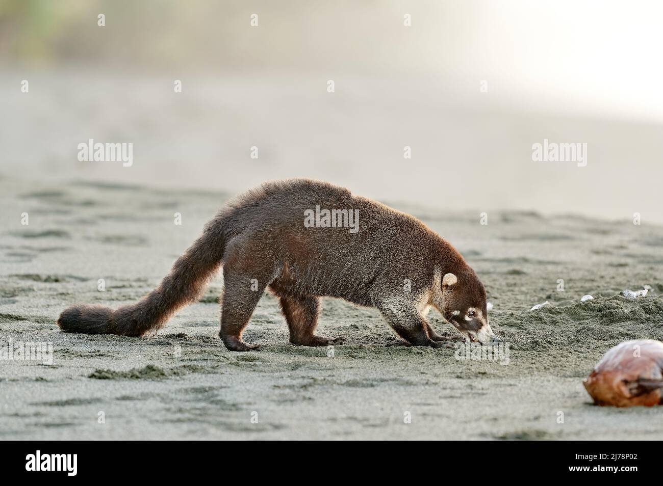 White-nosed Coati, Nasua narica, plunders nest with turtle eggs, beach ...