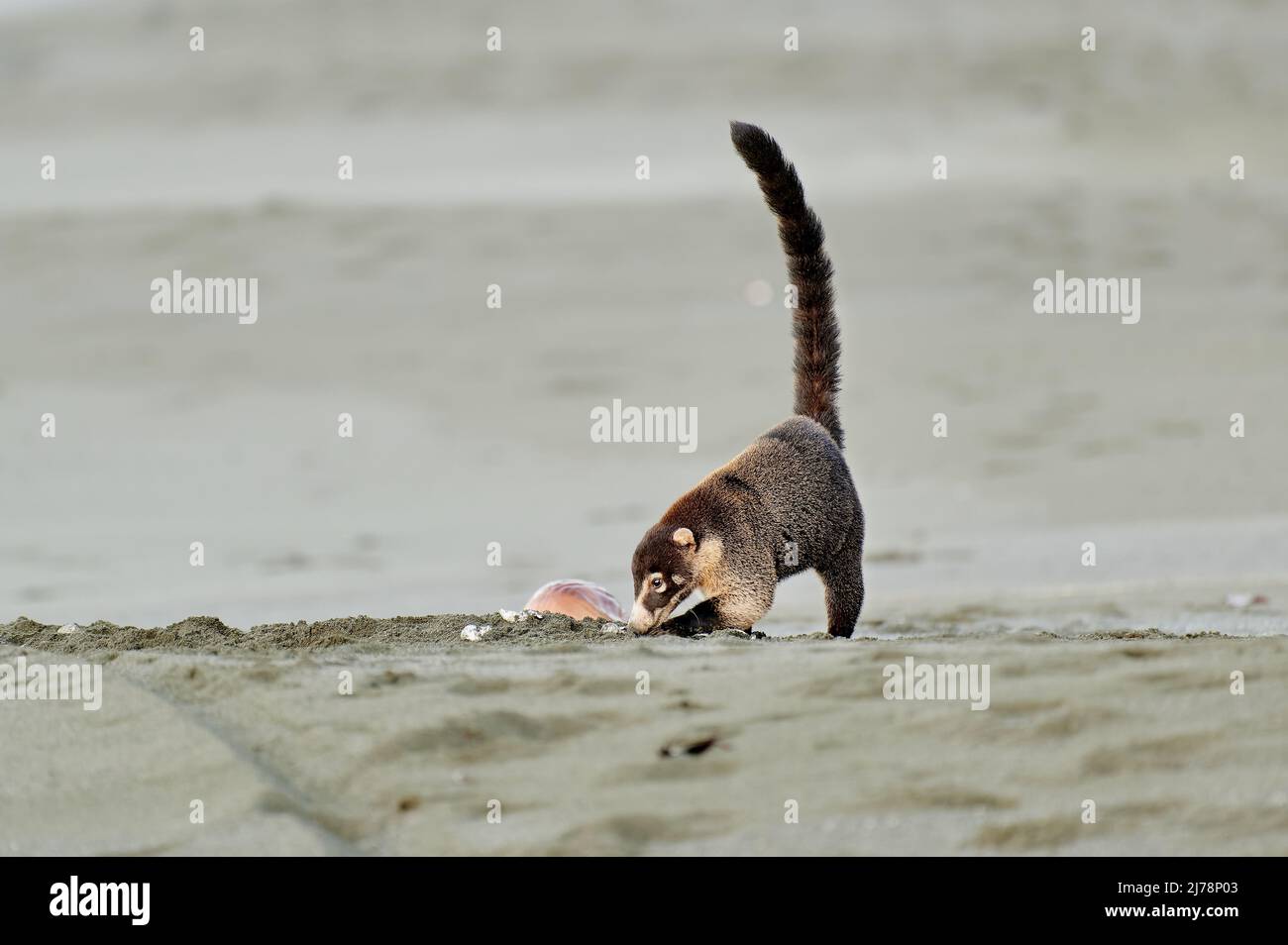 White-nosed Coati, Nasua narica, plunders nest with turtle eggs, beach ...