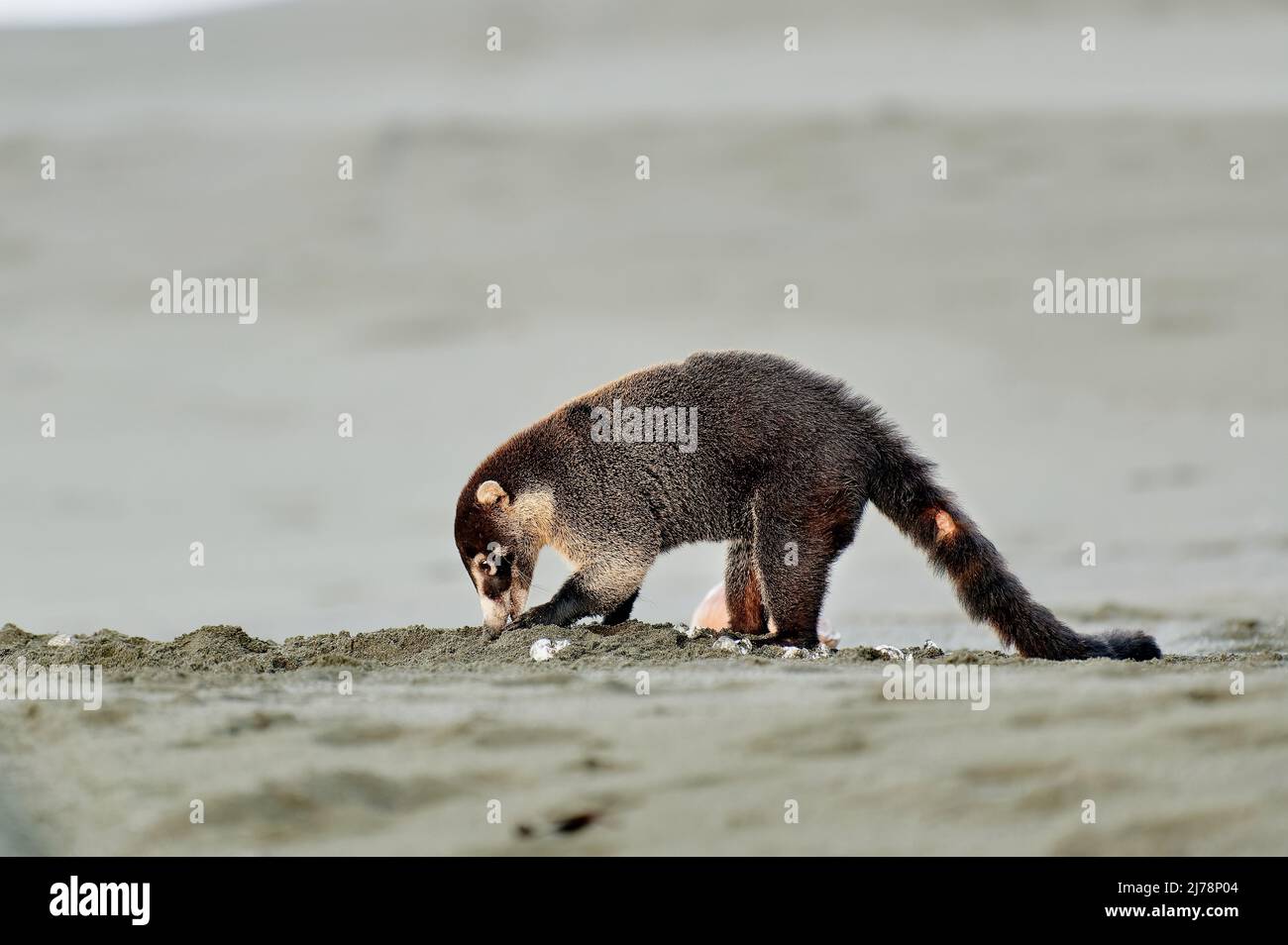 White-nosed Coati, Nasua narica, plunders nest with turtle eggs, beach ...