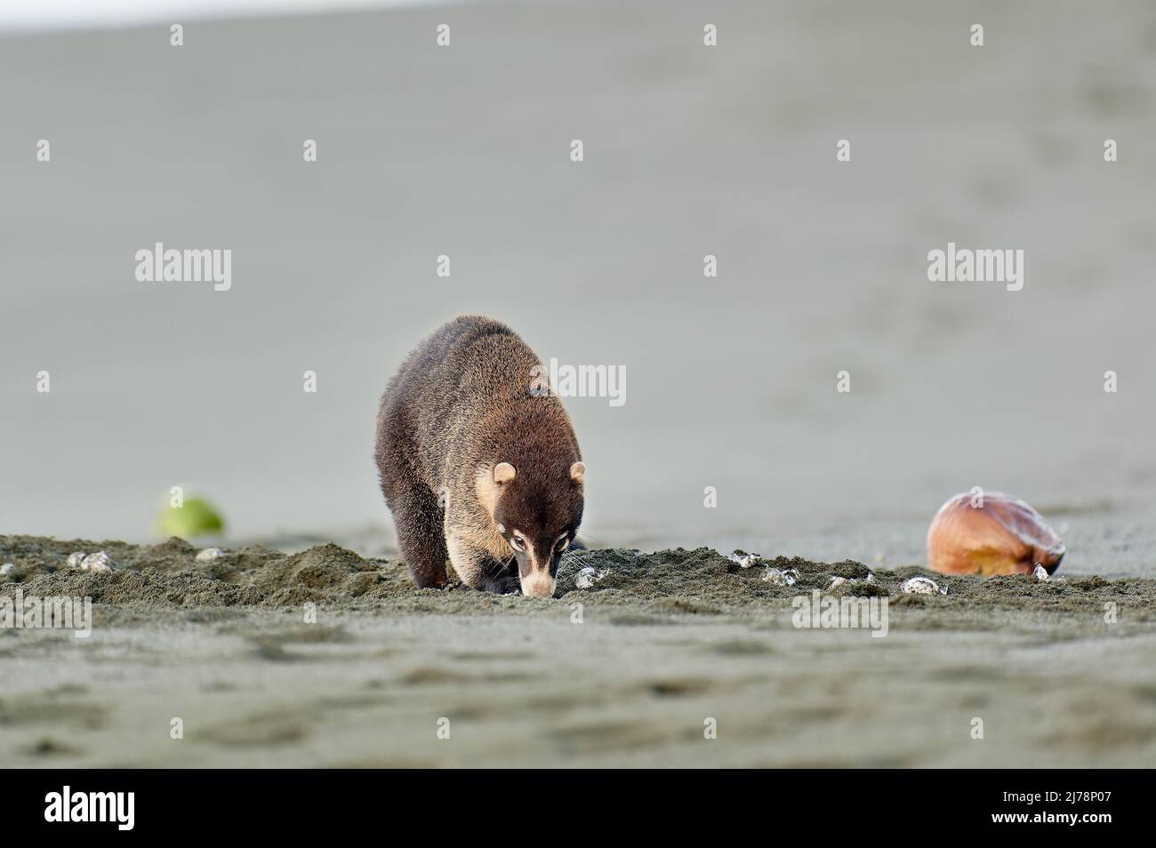 White-nosed Coati, Nasua narica, plunders nest with turtle eggs, beach ...