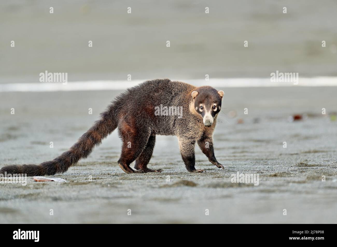 White-nosed Coati, Nasua narica, plunders nest with turtle eggs, beach ...