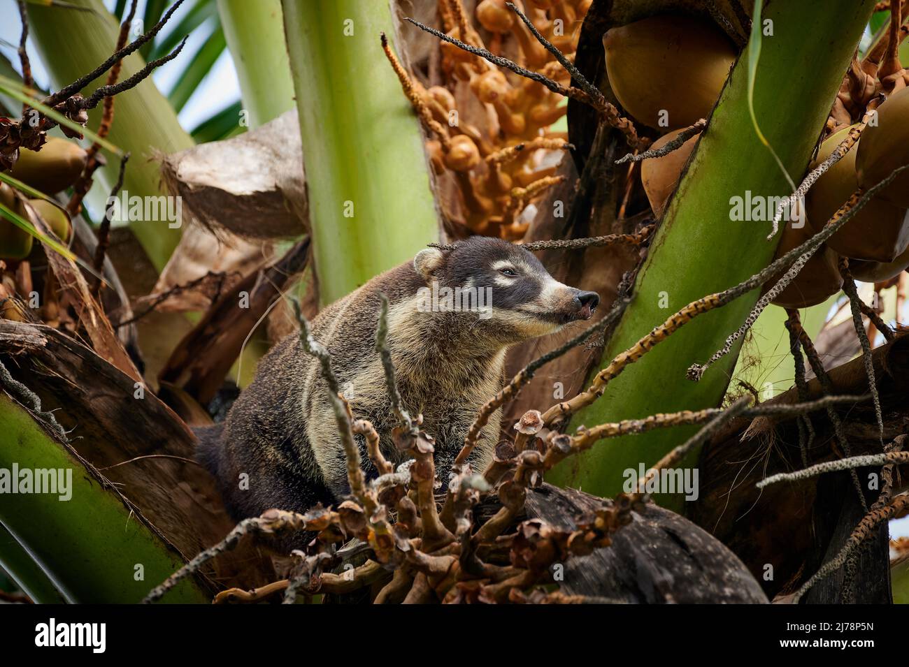 White-nosed Coati in a palm tree, Nasua narica, Corcovado National Park ...