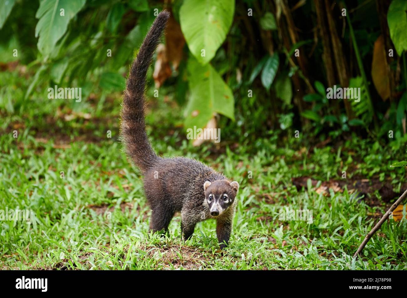 White-nosed Coati, Nasua narica, Maquenque Eco Lodge, Costa Rica ...