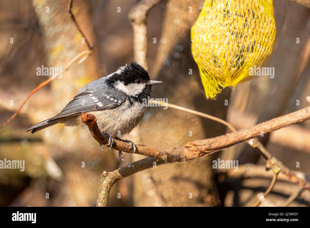 Coal tit bird at the feeder with a tallow ball on a tree branch, in the ...