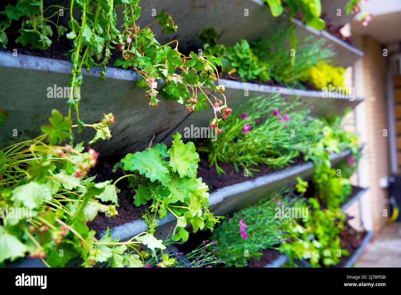 Living wall system for urban greening in the city of Oldenburg ...