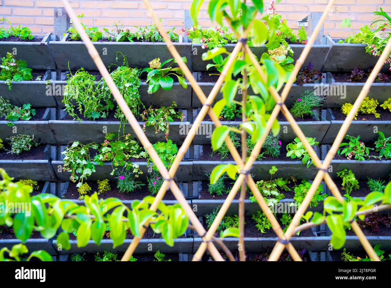 Living wall system for urban greening in the city of Oldenburg ...