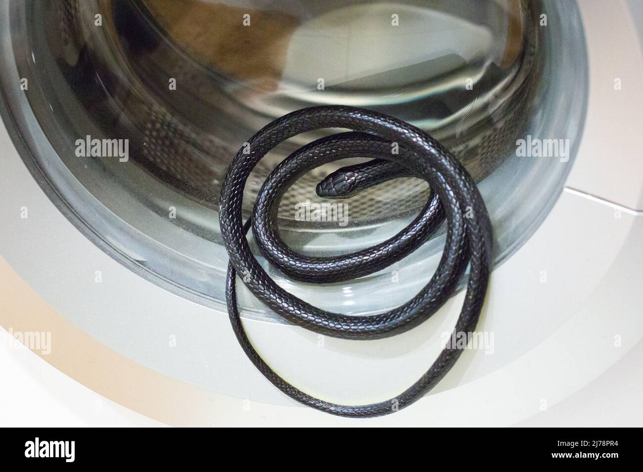 A black venomous snake hangs from the drum washing machine in the ...