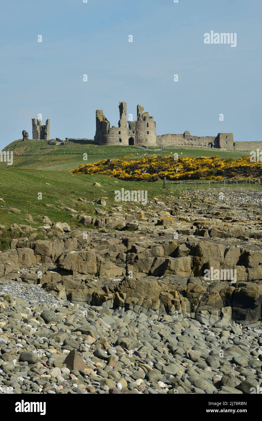 Dunstanburgh castle, on a sunny Spring day, with broom in bloom ...