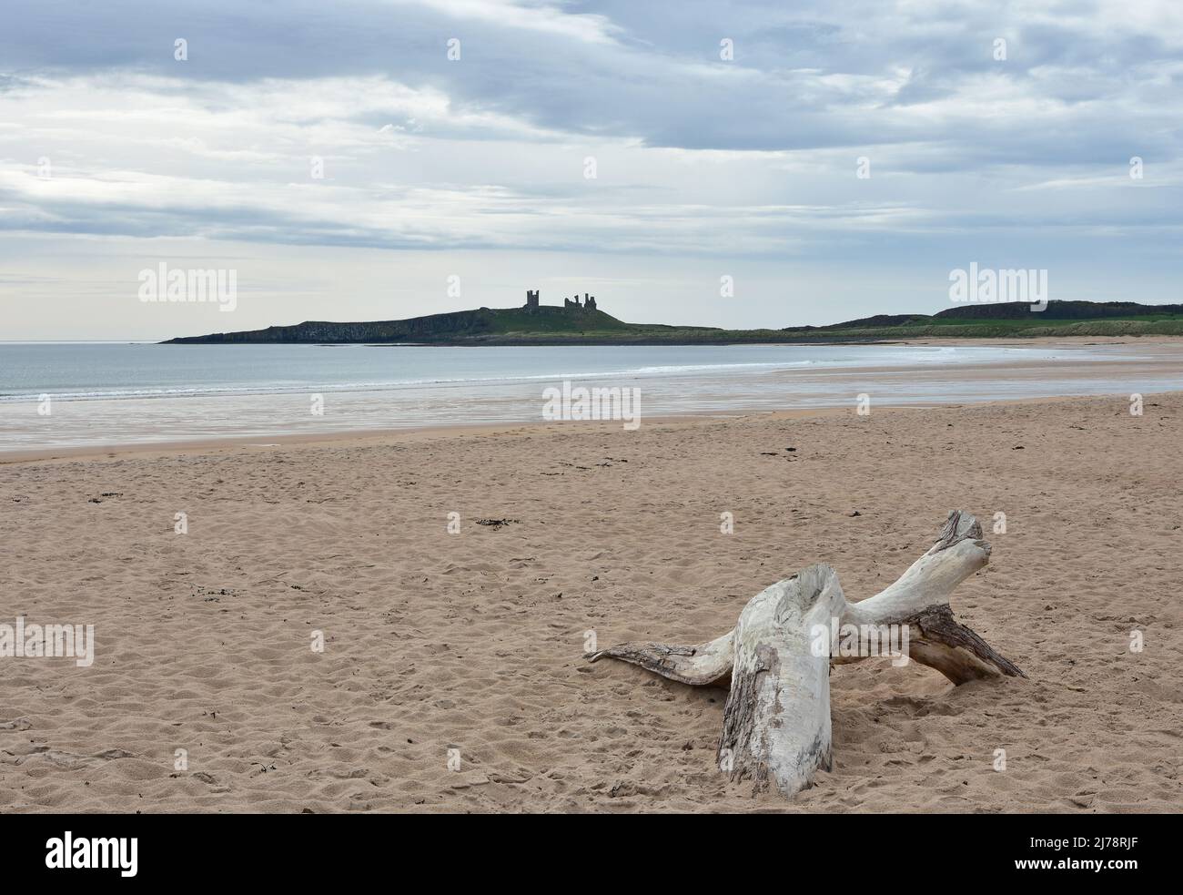 Atmospheric view of Dunstanburgh castle from Embleton bay ...