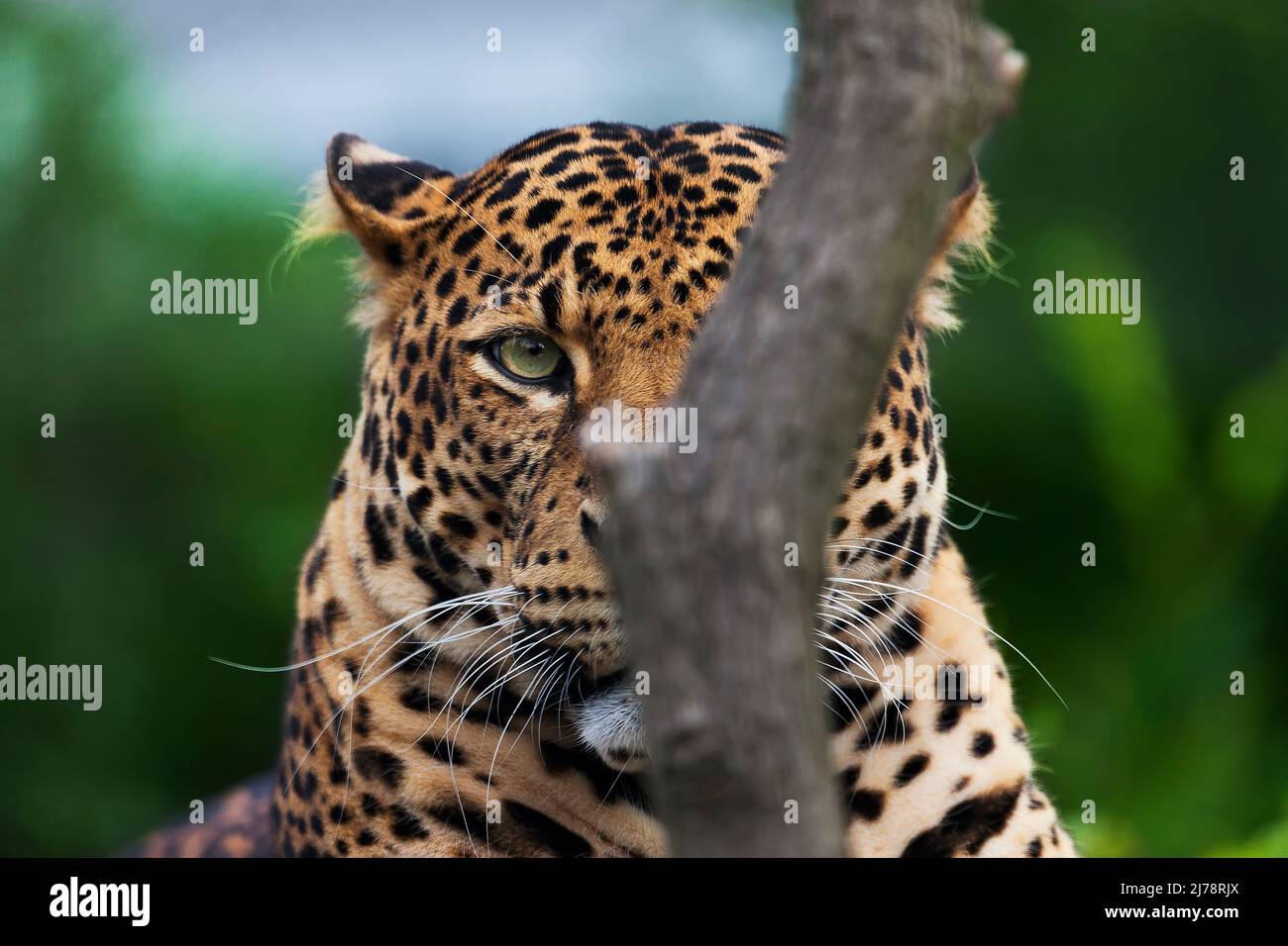 Javan leopard laying in the jungle, grass, trees and waiting for spoil ...