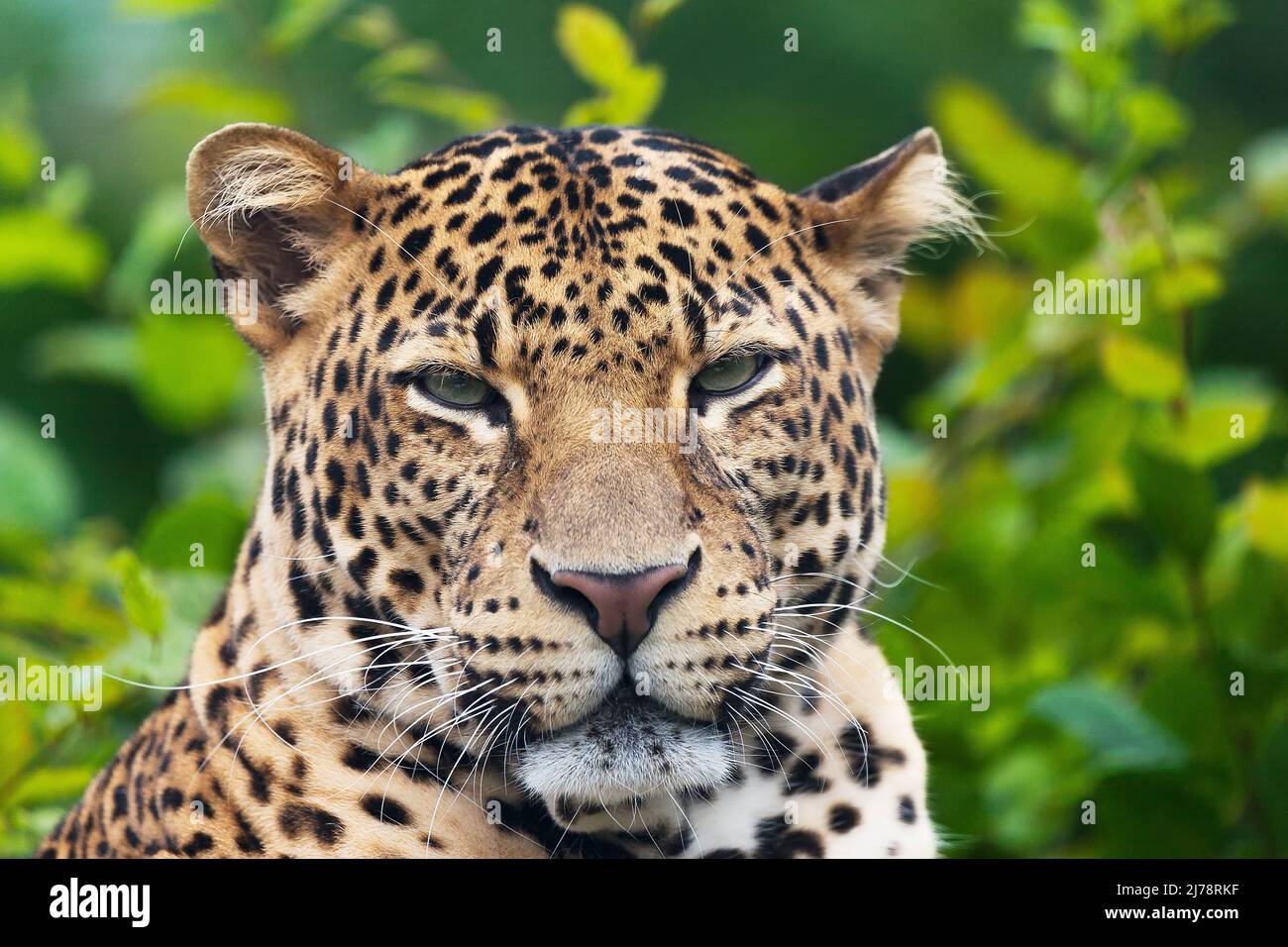 Panthera pardus melas hi-res stock photography and images - Alamy