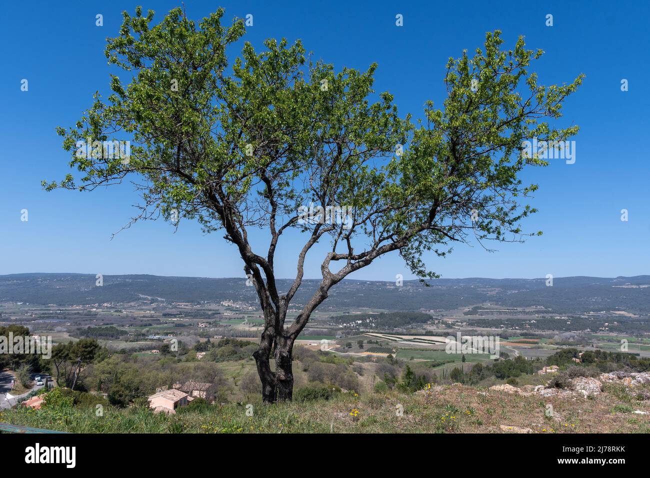 tree in Provence - France - Roussillon Stock Photo - Alamy