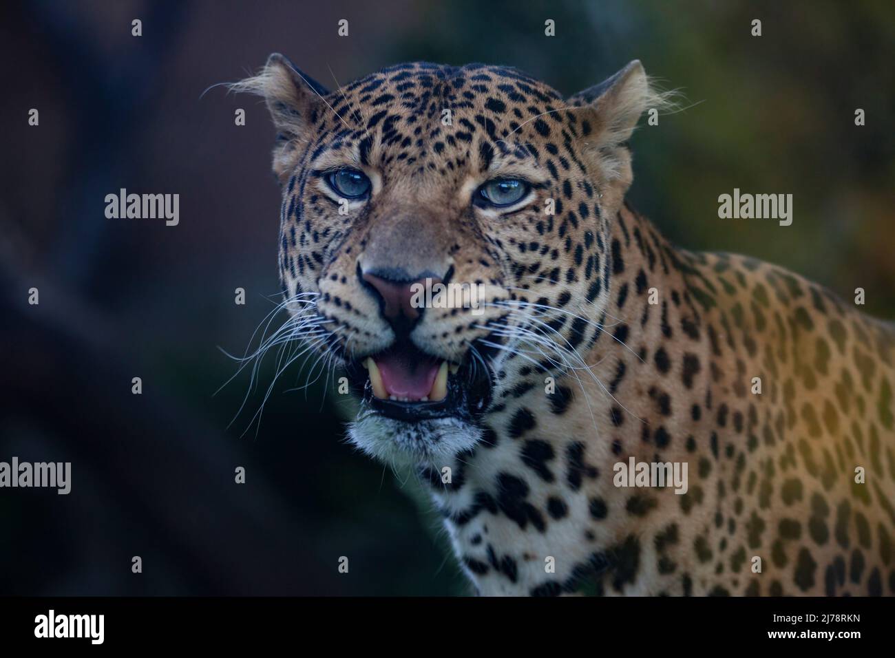 Javan leopard laying in the jungle, grass, trees and waiting for spoil ...