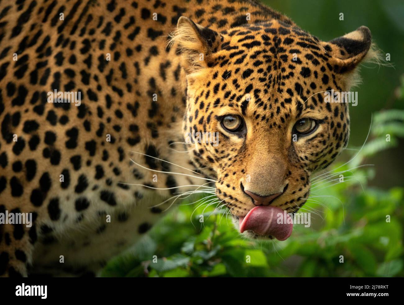 Javan leopard laying in the jungle, grass, trees and waiting for spoil ...