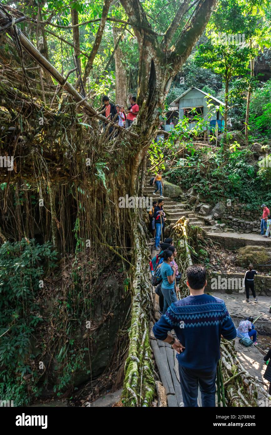 living tree root bridge crowded with tourist at morning from unique ...