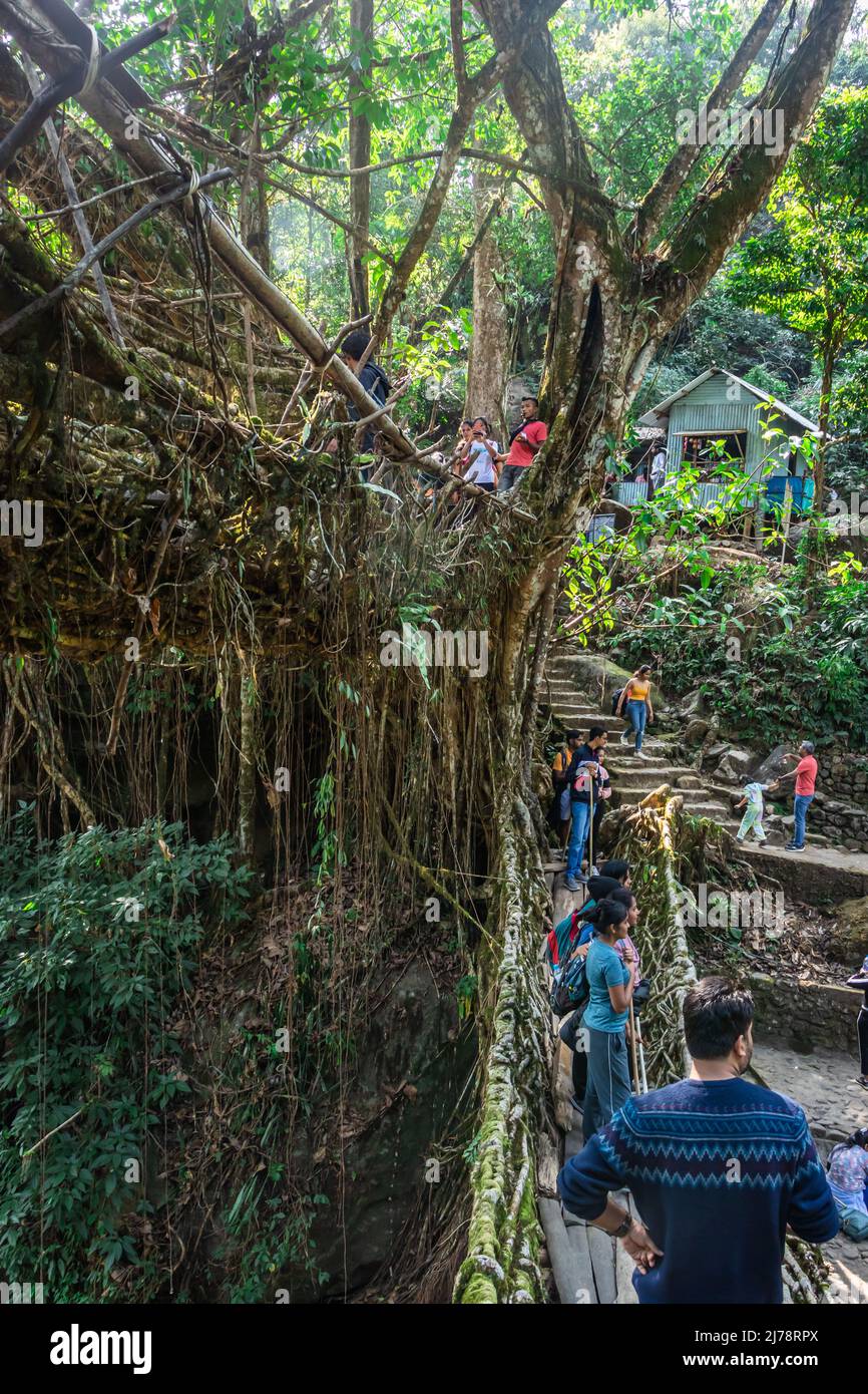 living tree root bridge crowded with tourist at morning from unique ...