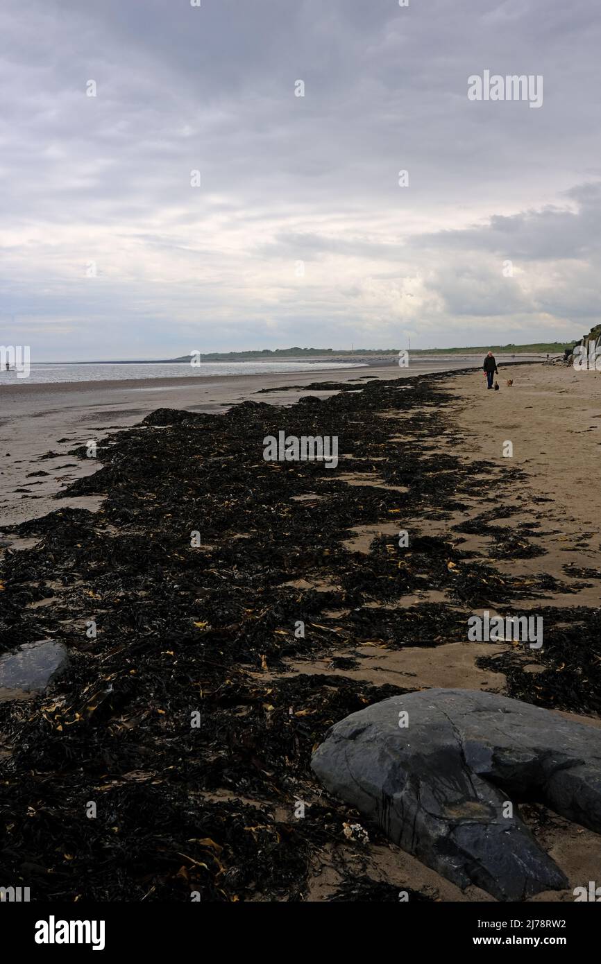 The beach at Boulmer on a Spring day, Northumberland Stock Photo - Alamy