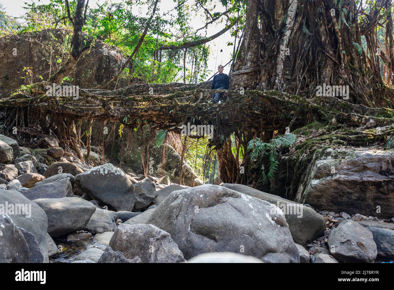 young man with isolated tree root bridge natural formed single decker ...