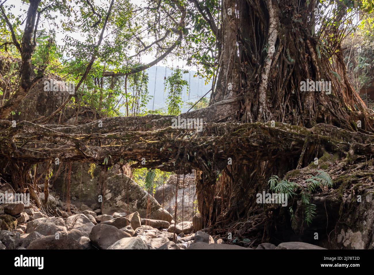 isolated tree root bridge natural formed single decker at day from flat ...