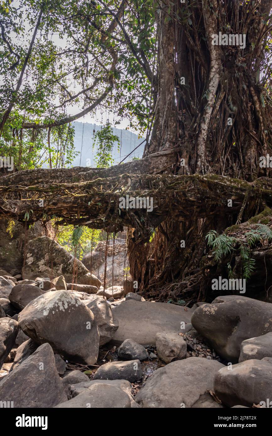 isolated tree root bridge natural formed single decker at day from flat ...