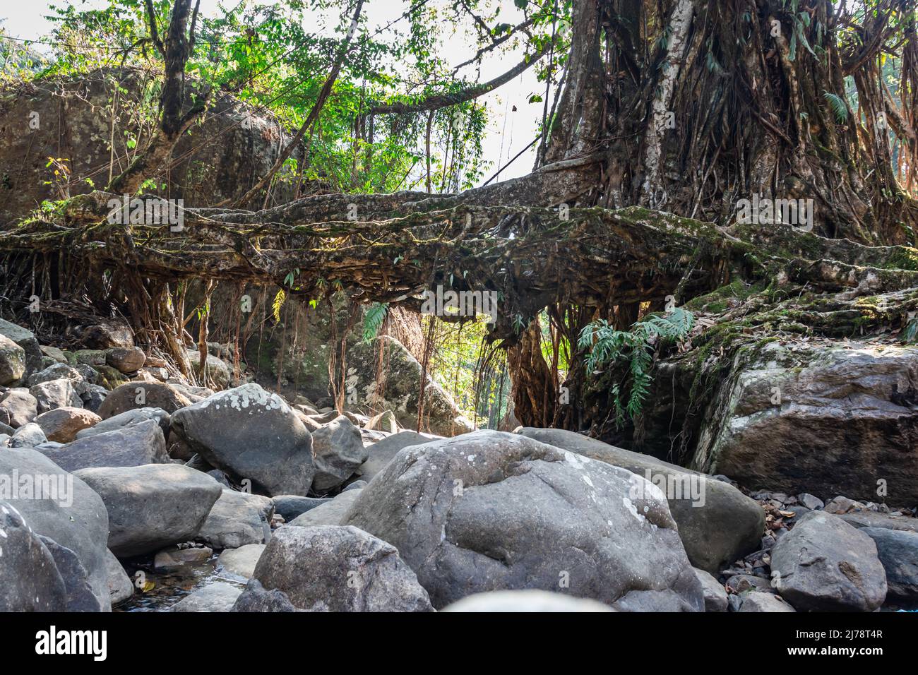 isolated tree root bridge natural formed single decker at day from flat ...