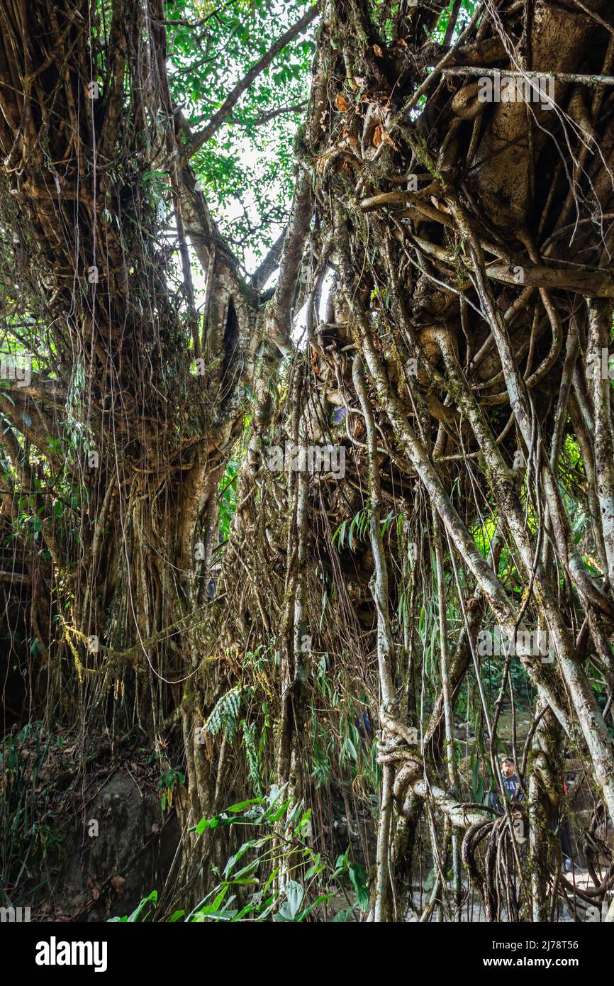 isolated tree root bridge natural formed single decker at day from flat ...