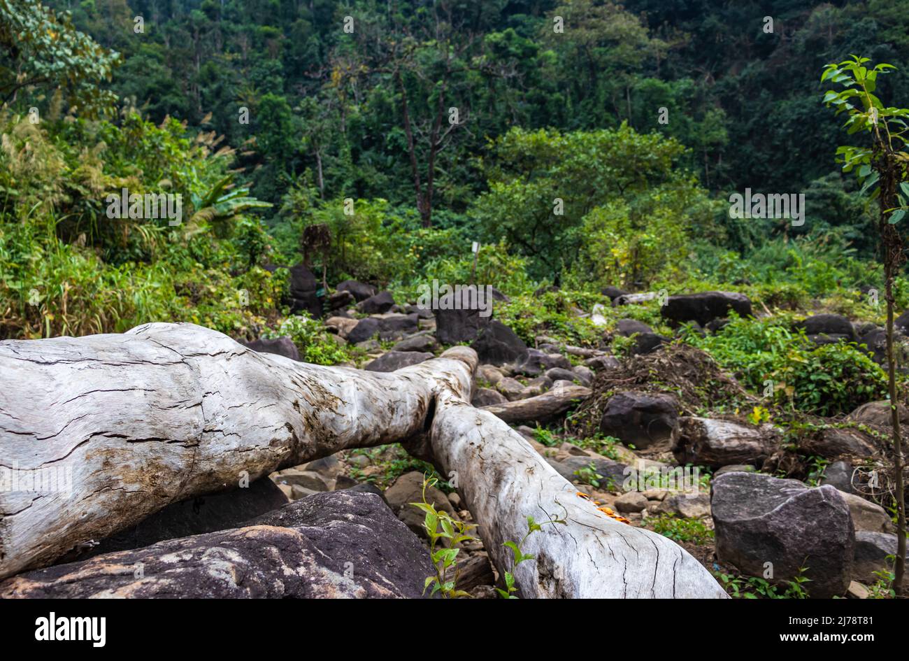 dry tree lying in forests leading line shot at morning from unique ...