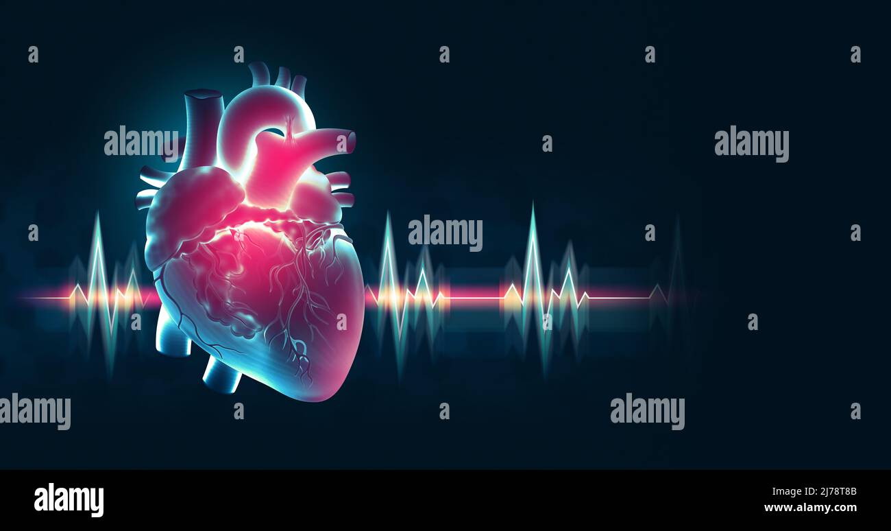 Cardio training. Human heart anatomy. Heart, veins and arteries 3D ...
