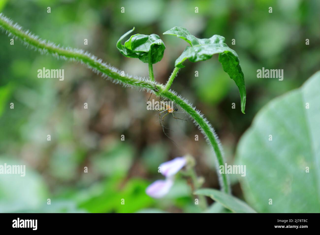 An orange color spiky spider walking under a hairy wild vine with two ...