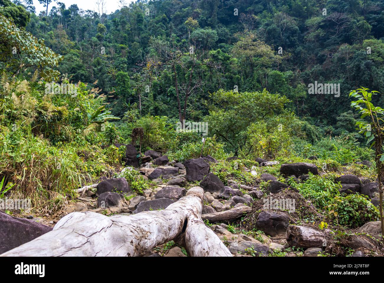dry tree lying in forests leading line shot at morning from unique ...