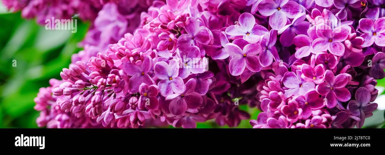 Branches with beautiful purple lilac. Long spring banner with tender ...