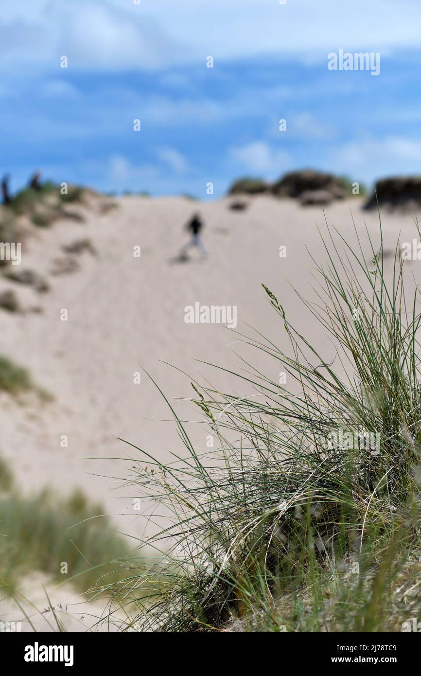marram grass on sand dunes with defocussed figure in background Stock ...