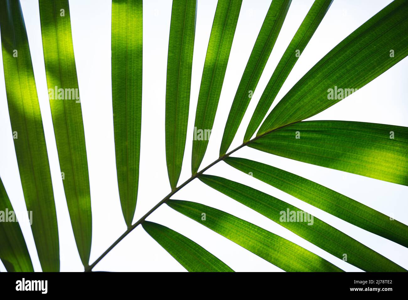 Green leave of palm tree on white background Stock Photo - Alamy