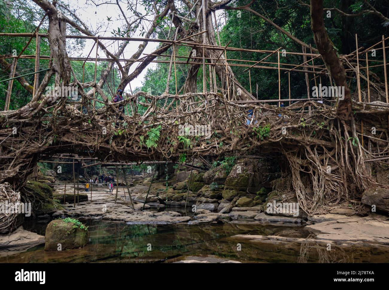 isolated tree root bridge natural formed single decker at day from flat ...