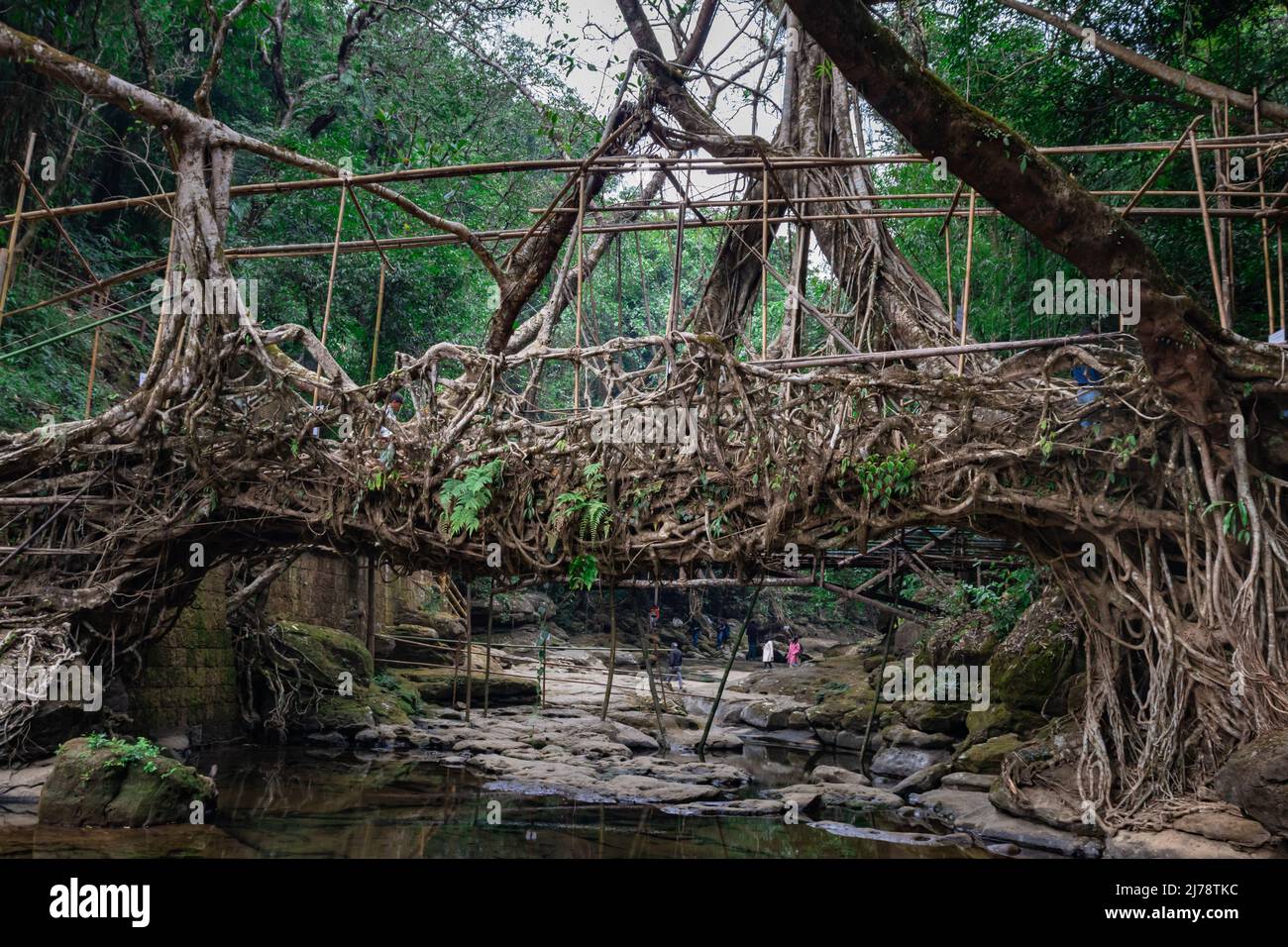 isolated tree root bridge natural formed single decker at day from flat ...