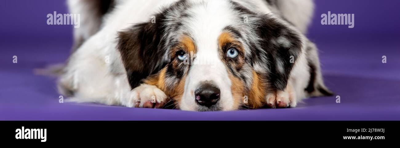 Blue merl aussie dog in studio. Sad dog with different colored eyes ...