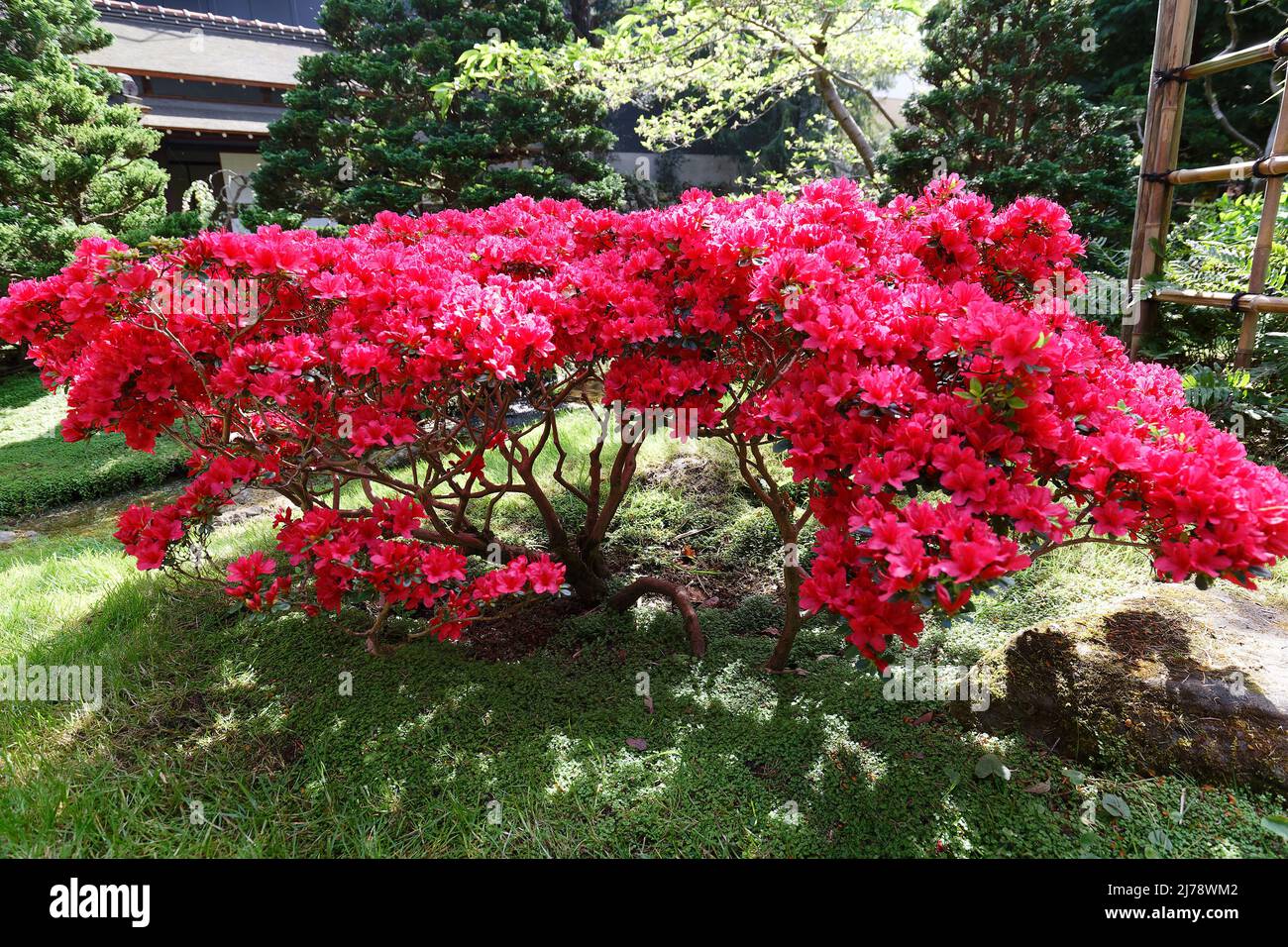 Rhododendron blooming flowers in the spring garden. Beautiful red ...