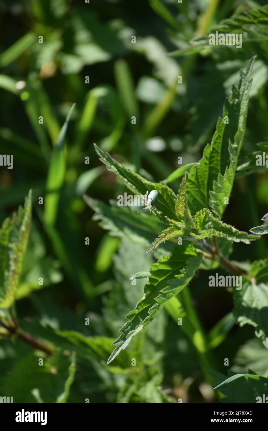 Nettle weevil on a Stinging nettle Stock Photo - Alamy
