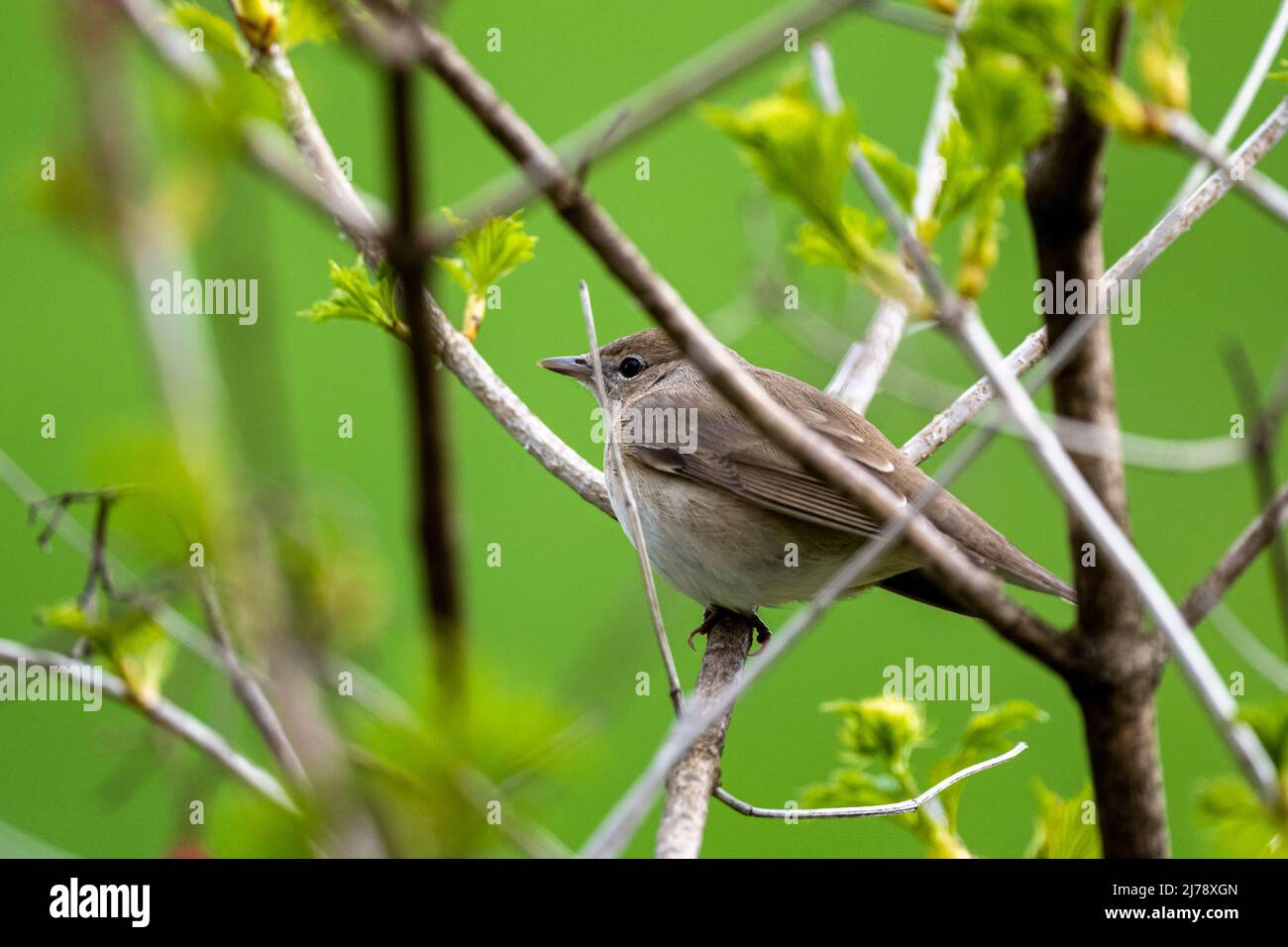 Garden warblers hi-res stock photography and images - Alamy