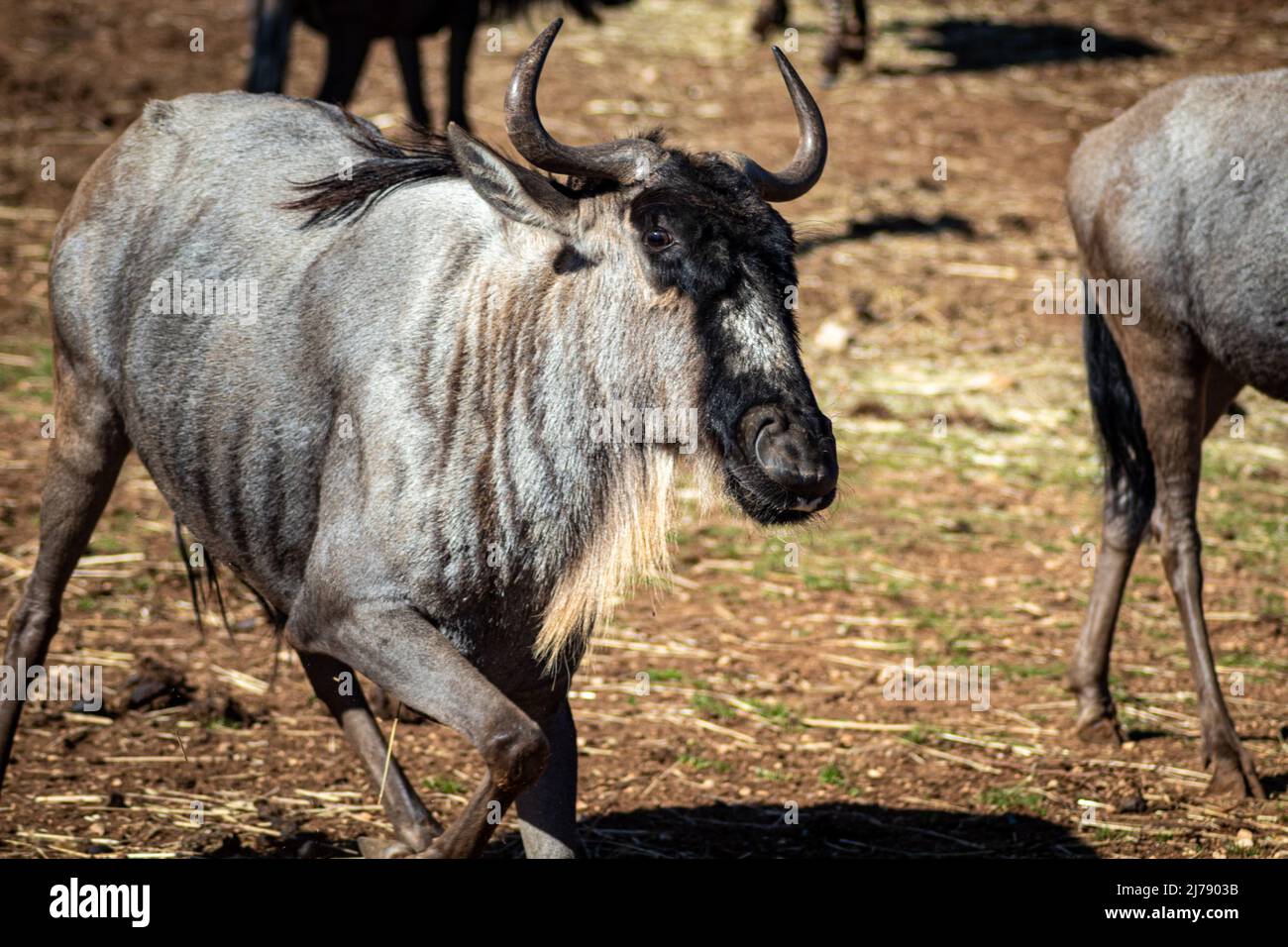 Gnu goats hi-res stock photography and images - Alamy