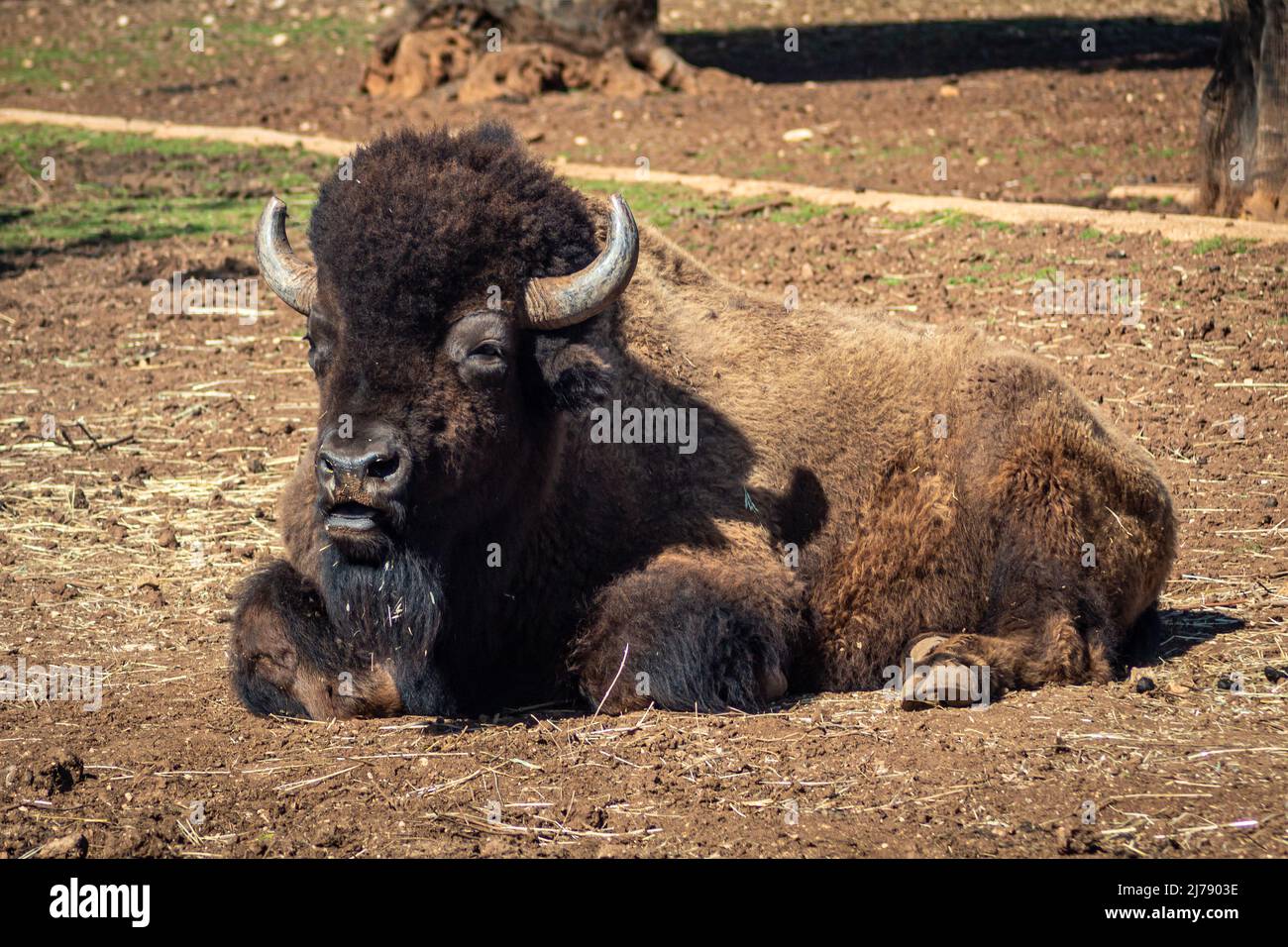 Bison bull and calf hi-res stock photography and images - Alamy