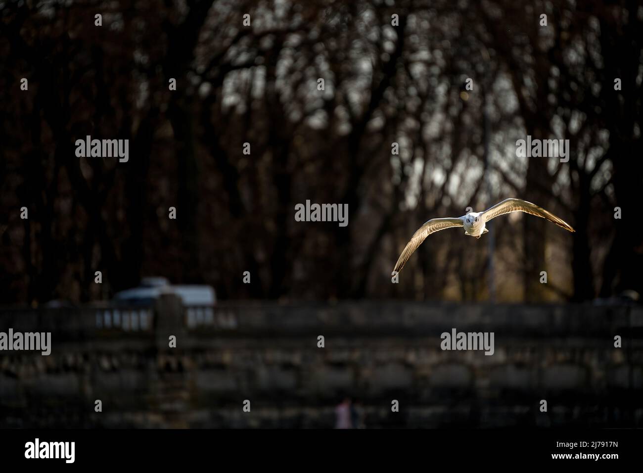 Black headed gull species of gulls laridae, flying while stretching its ...