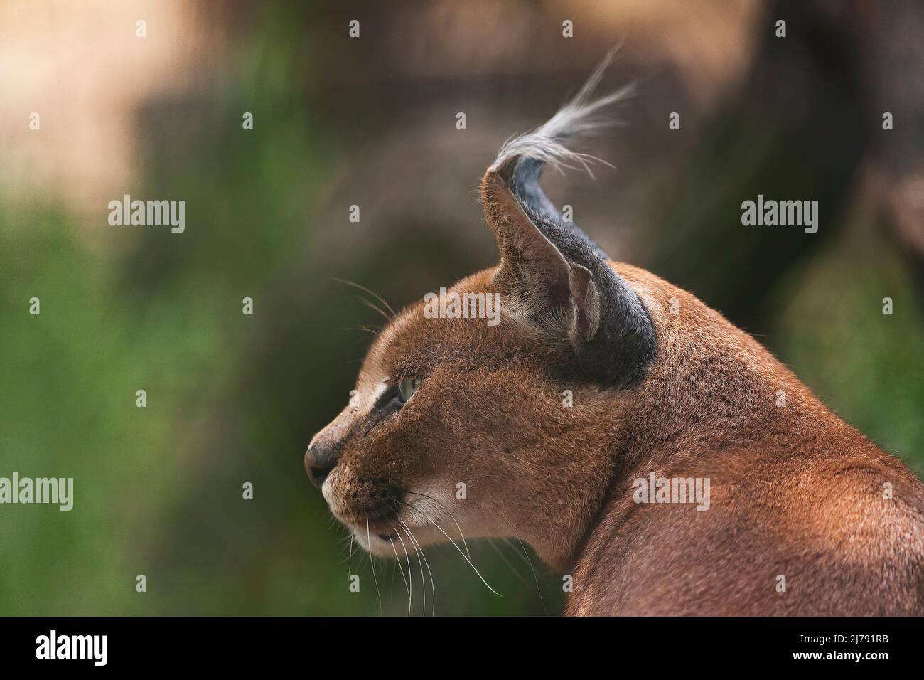 Caracal, African lynx, in green grass vegetation. Beautiful wild cat in ...