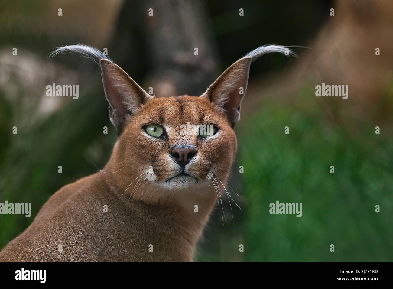 Caracal, African lynx, in green grass vegetation. Beautiful wild cat in ...