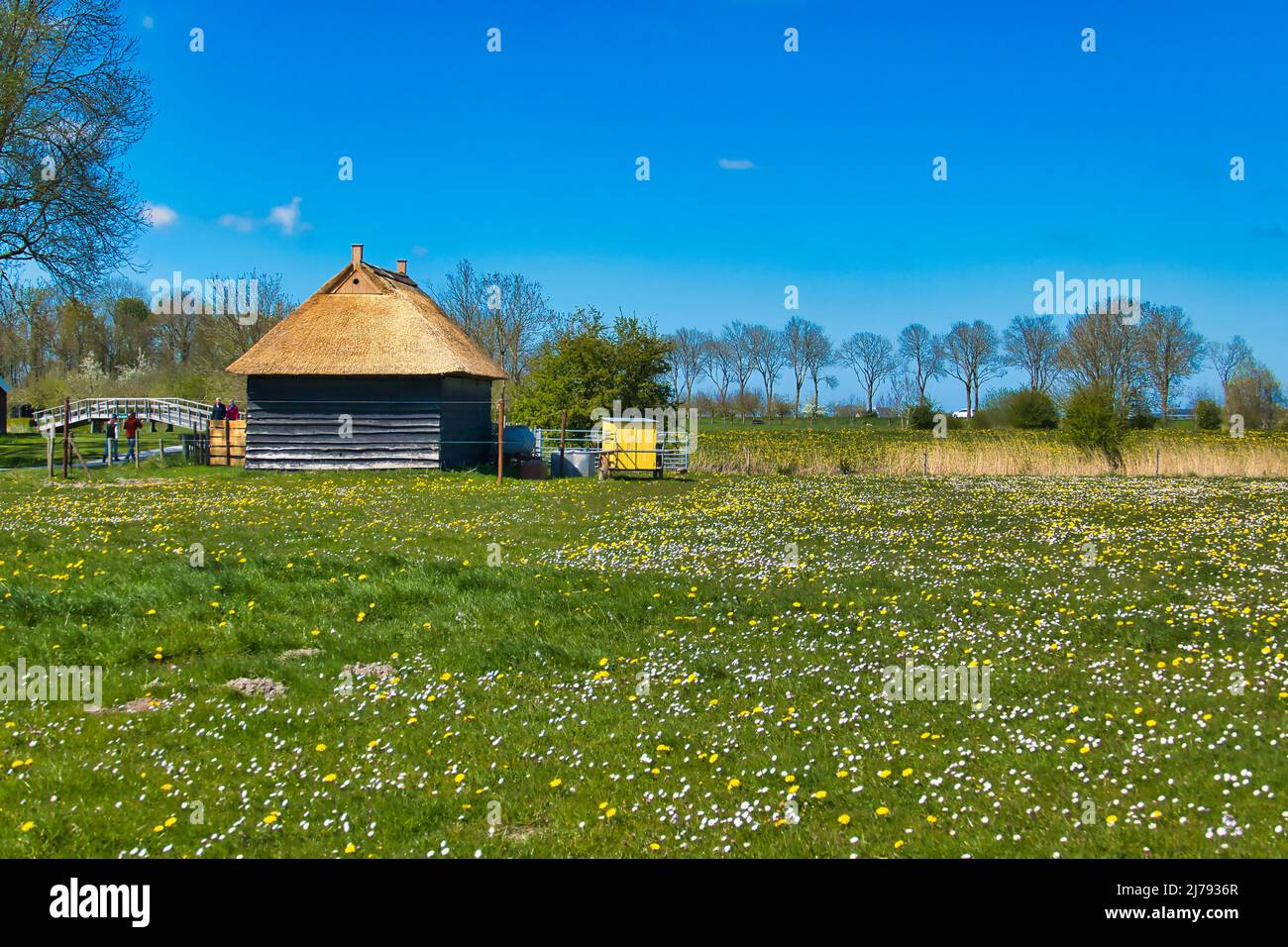 Traditional barn with a thatched roof in a meadow with daisies and ...