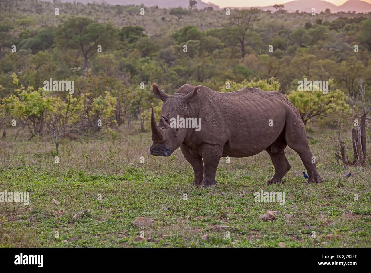 A large White Rhino bull (Ceratotherium simum) in Kruger National Park ...
