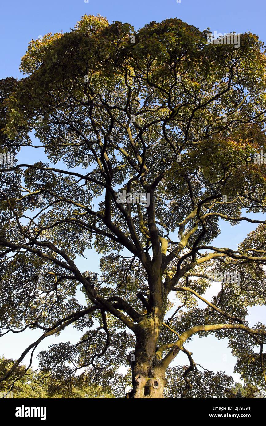 British trees hi-res stock photography and images - Alamy